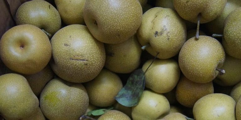 Quả mắc cọp khác quả lê như thế nào? Tại sao được mệnh danh là trái lê ...
